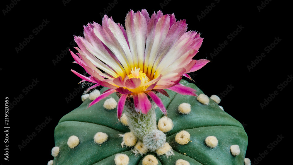 Asteria Flower | Best Flower Site