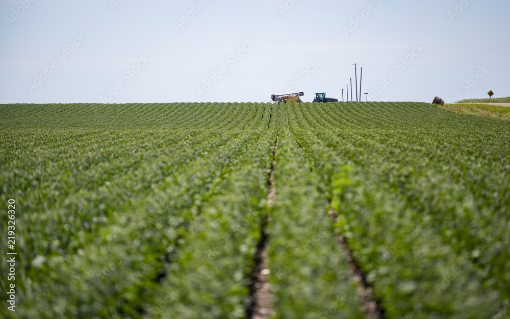 Soybean field early summer Stock Photo | Adobe Stock