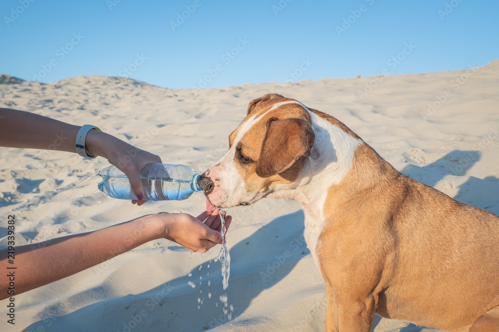 Giving water to a dog. Female hand holds bottle of water for a thirsty ...