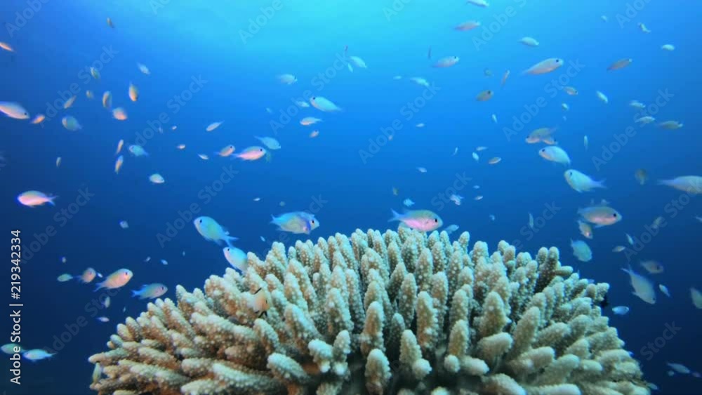 Tropical Underwater Blue-Green Fish. Picture colorful fishes blue-green ...