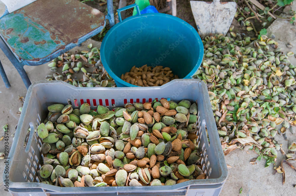 Almond harvest time: close-up view of some just picked almonds of the ...