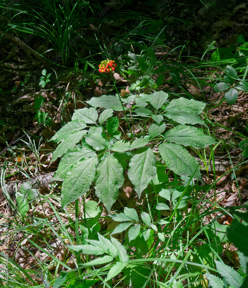 Wild Ginseng Plant