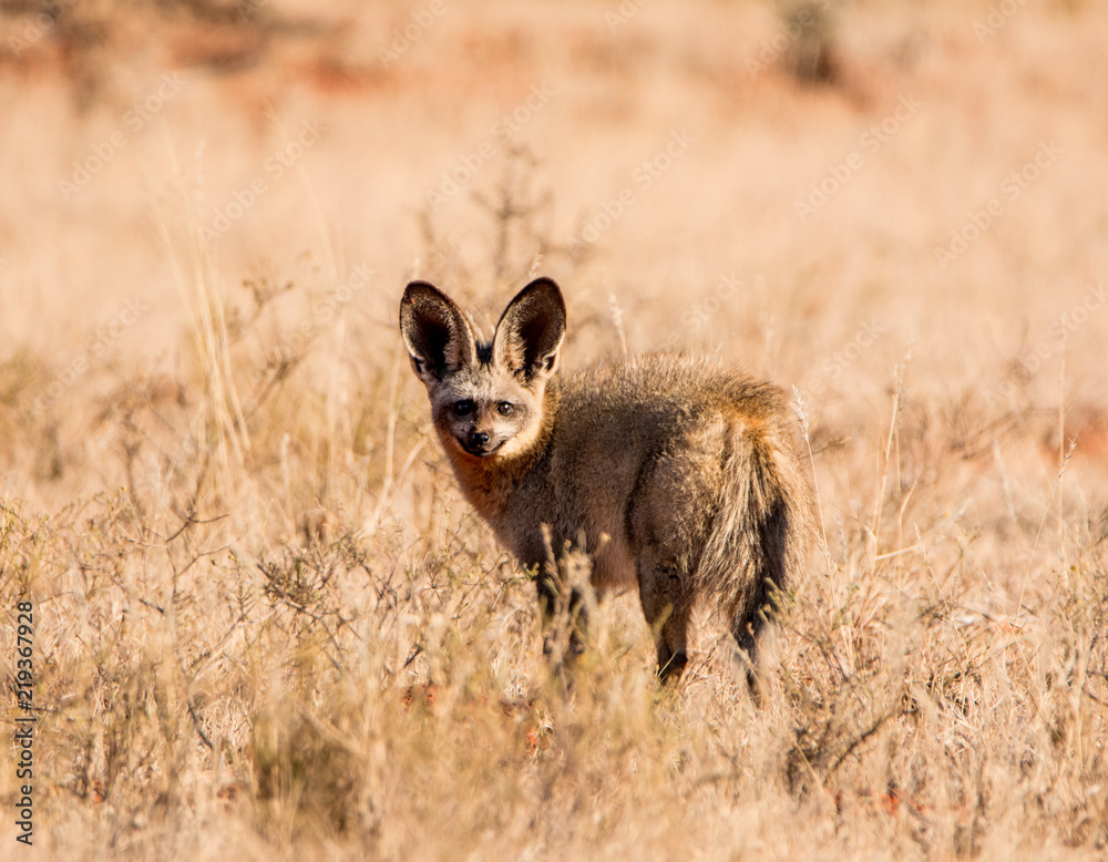 Bat-eared Fox Stock Photo | Adobe Stock