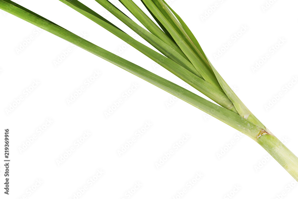 sugar cane leaves fresh green on white background, nature fresh ...
