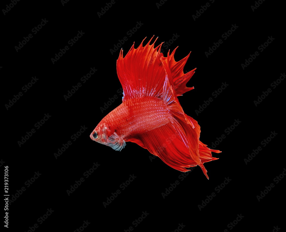 Fighting fish, red fish on a black background, color Siamese fighting ...