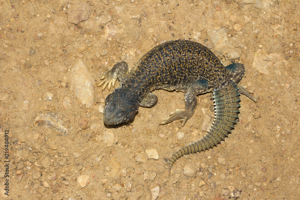 Indian Spiny Tailed Lizard