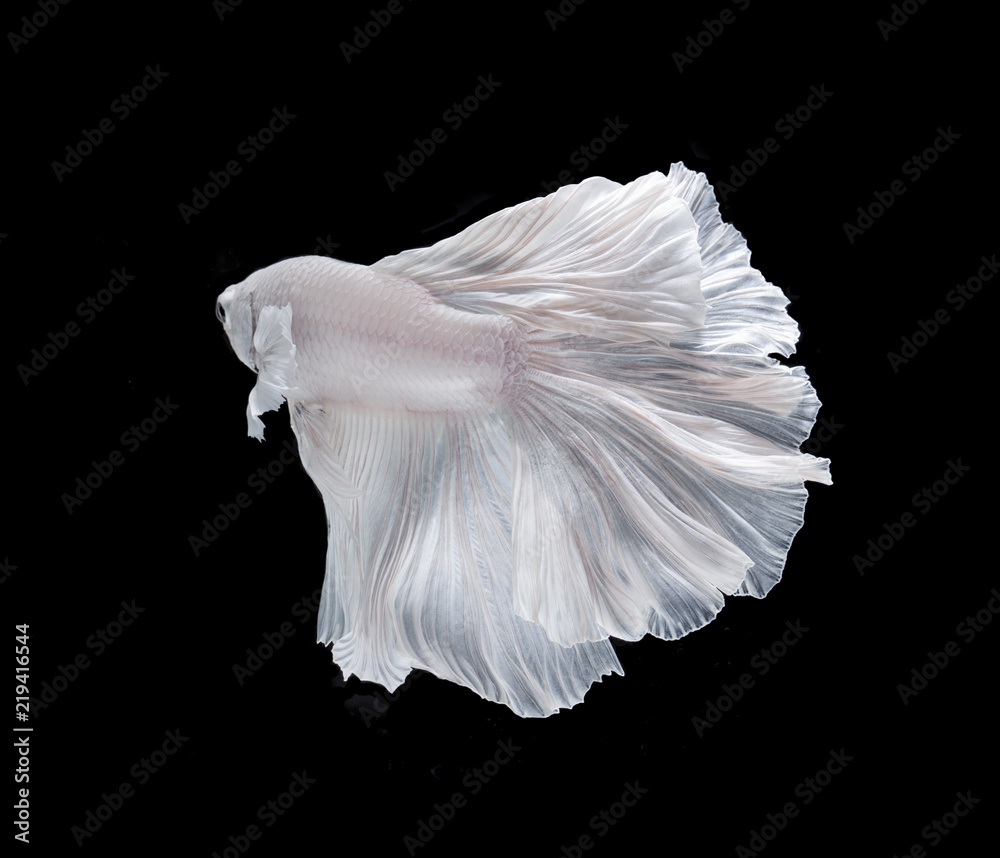White Platt Platinum Fish .White siamese fighting fish, betta fish ...