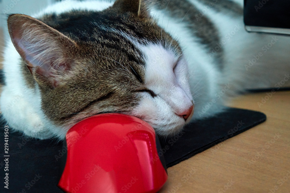 Cat Eating Computer Mouse