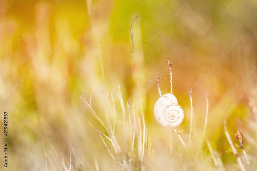 Beautiful, luscious natural backdrop of the grass. White shell has ...