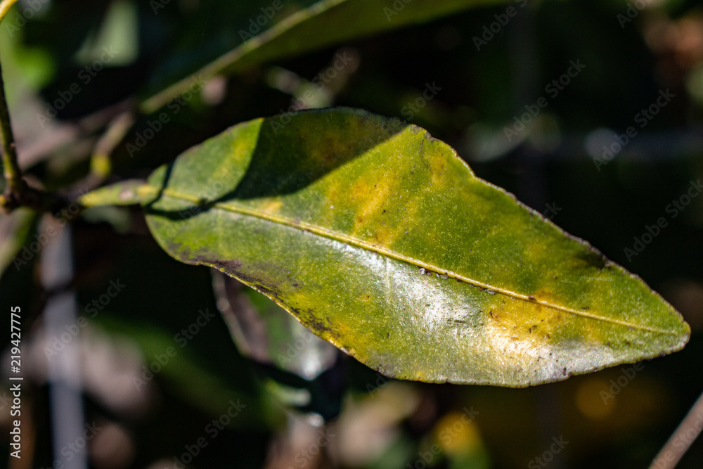 folha de laranja Stock Photo | Adobe Stock