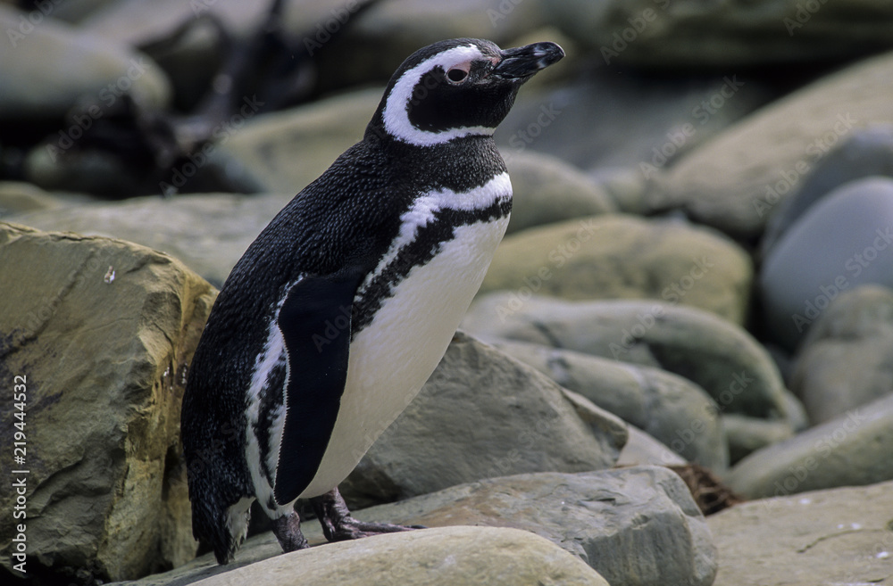Manchot de Magellan,.Spheniscus magellanicus, Magellanic Penguin, Iles ...