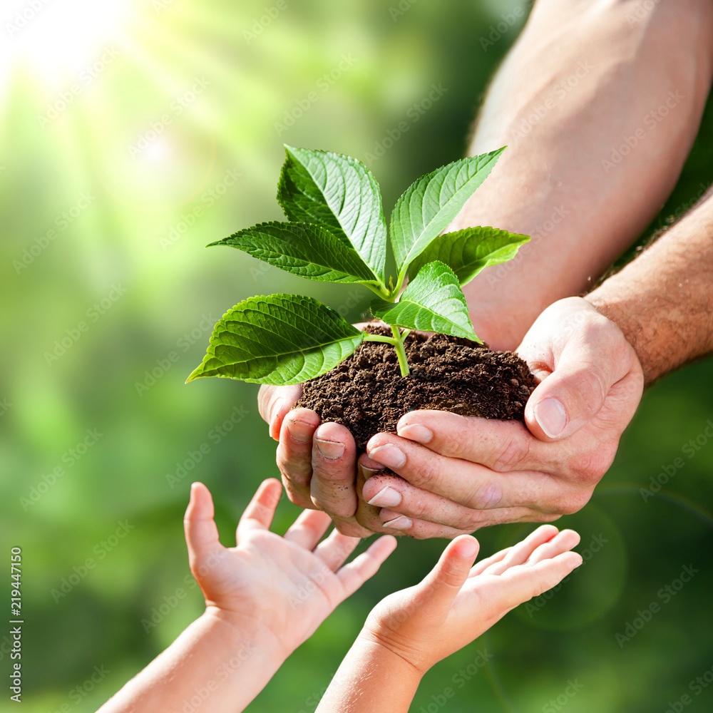Hands of a child taking a plant from the hands of a man - Giving ...