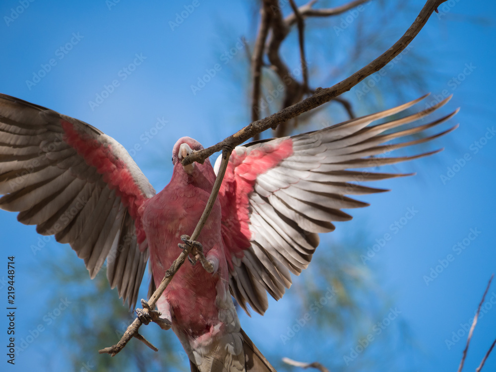 Galah rose-breasted cockatoo, galah cockatoo, pink and grey cockatoo ...
