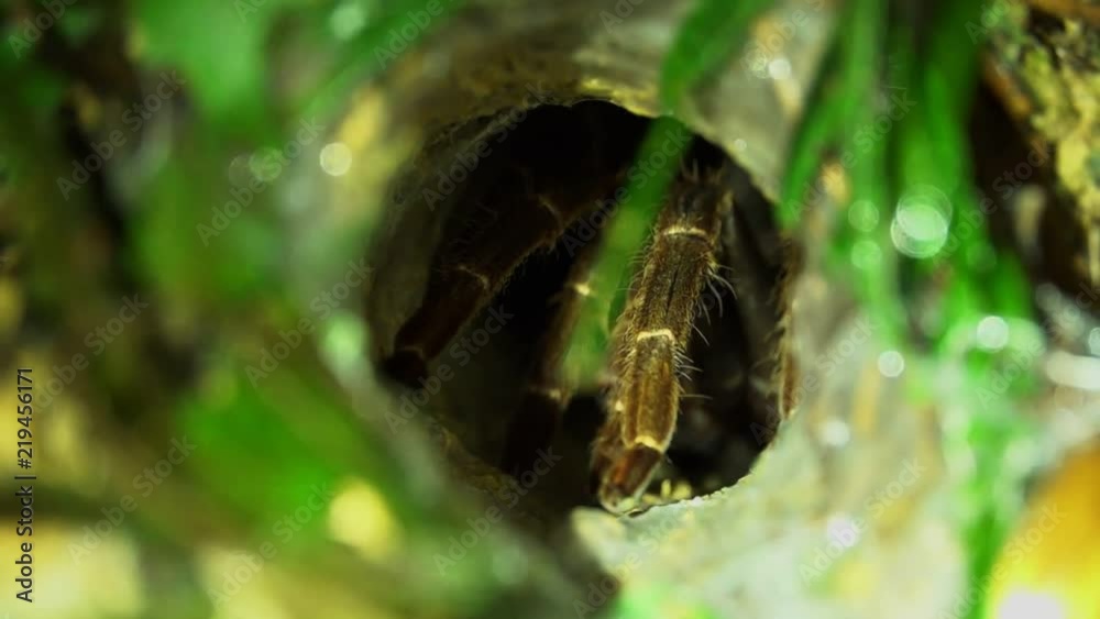 Spotted Tarantula Spider (Theraphosidae) Hiding in Hole. Jungle Safari ...