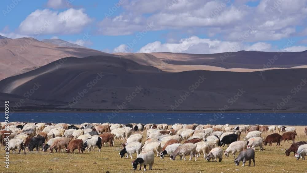 Group of sheeps and Kashmir Pashmina goats grazing, eating grass near ...