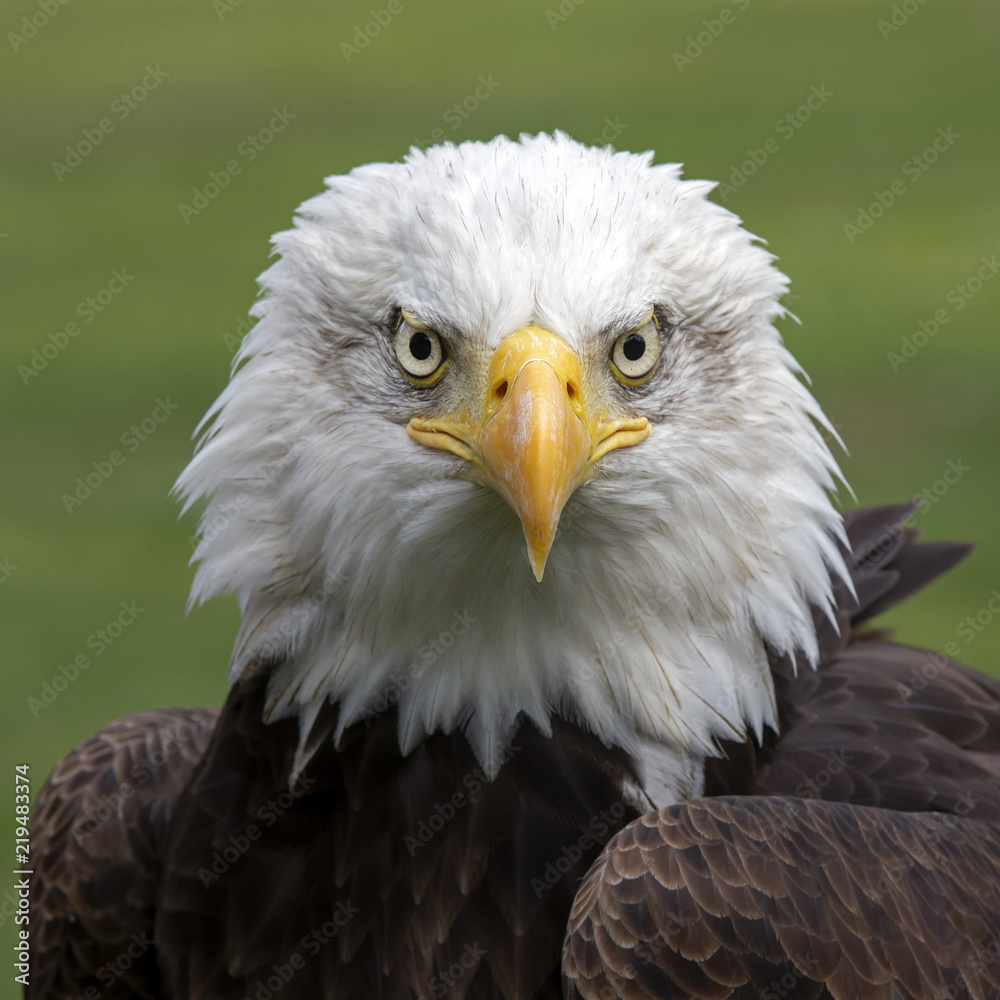 Bald eagle portrait Stock Photo | Adobe Stock
