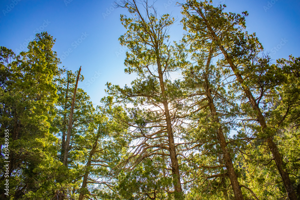 cipreses bosque ciprés arboles nativos con sol y cielo Stock-Foto ...