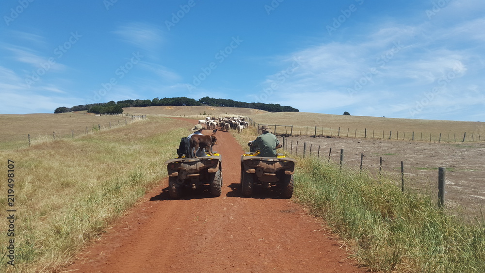 man working in agriculture. Boy riding a motorbike on a farm in outback ...