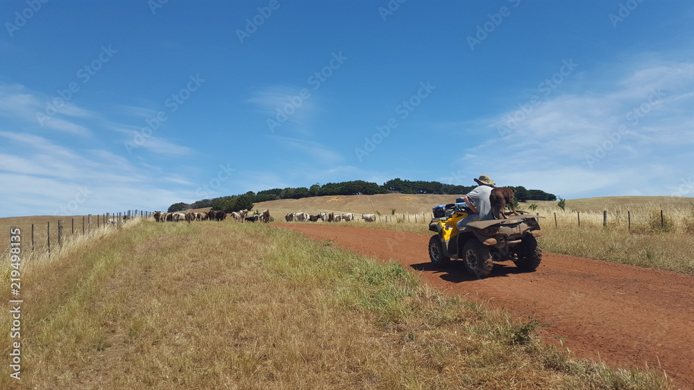 man working in agriculture. Boy riding a motorbike on a farm in outback ...