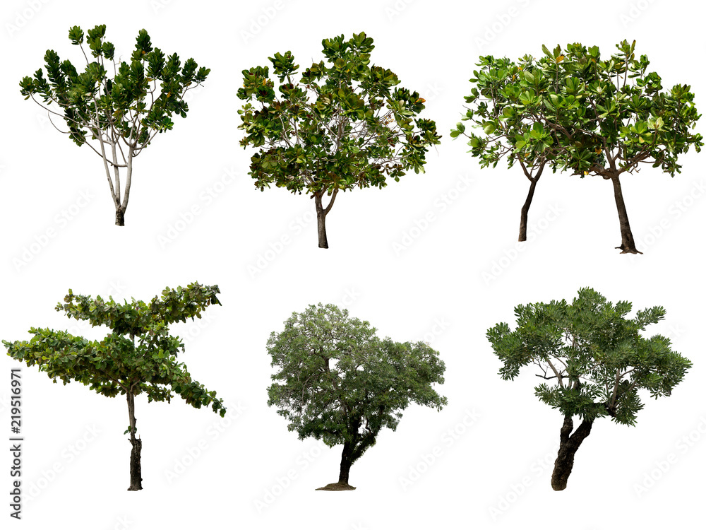 tree isolate background with Clipping Path. Stock Photo | Adobe Stock