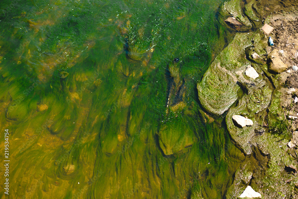 Algae Water pollution. Dirty pond, river, the lake . Environmental ...