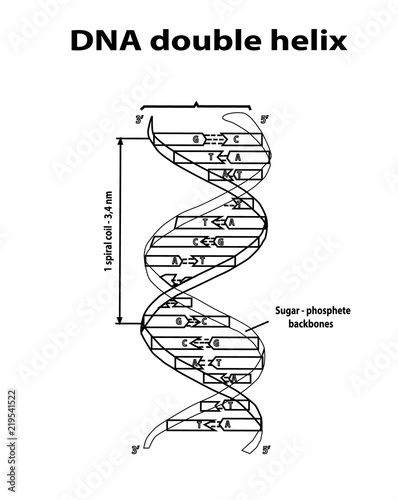 Dna Helix Structure
