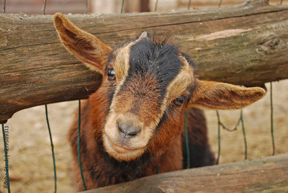 The Cameroon goat or African pygmy goat is a breed of miniature ...