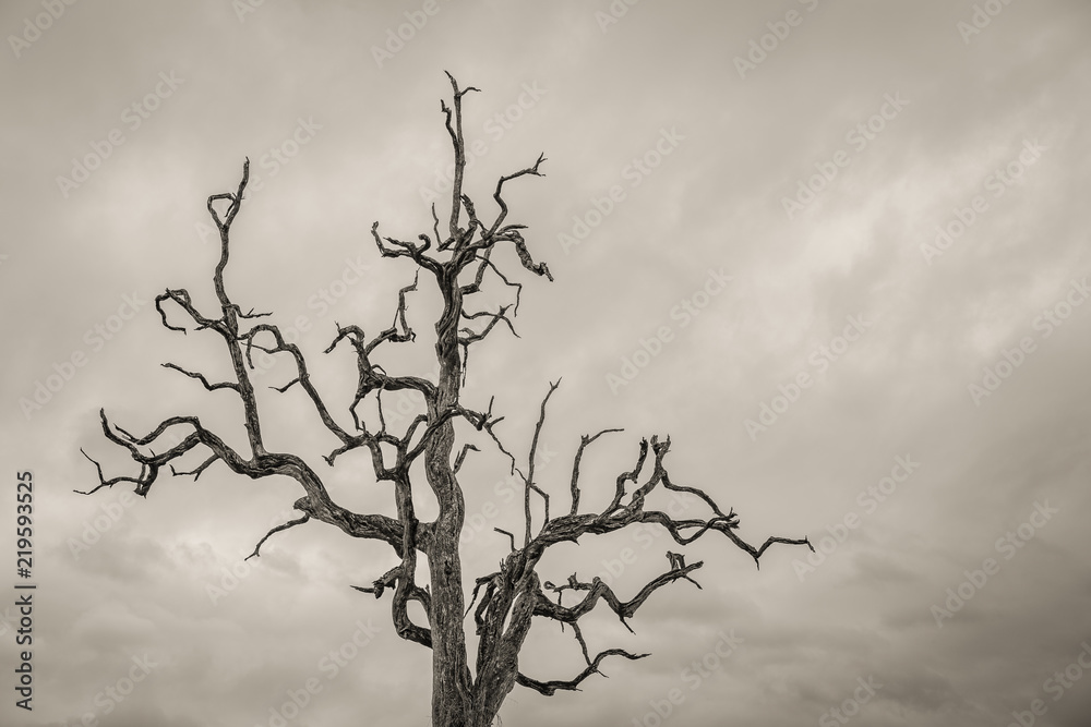Dead Tree with Twisted Branches Against an Ominous Sky Stock Photo ...