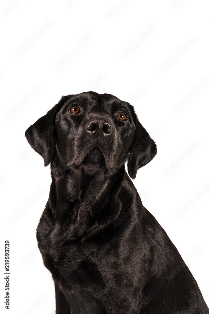 Black Lab Dog Female