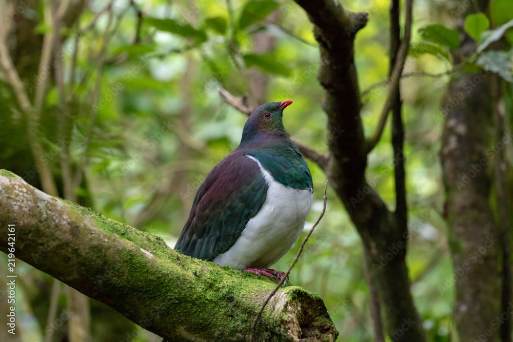 New Zealand Forest With Native Wood Pigeon Stock Photo | Adobe Stock
