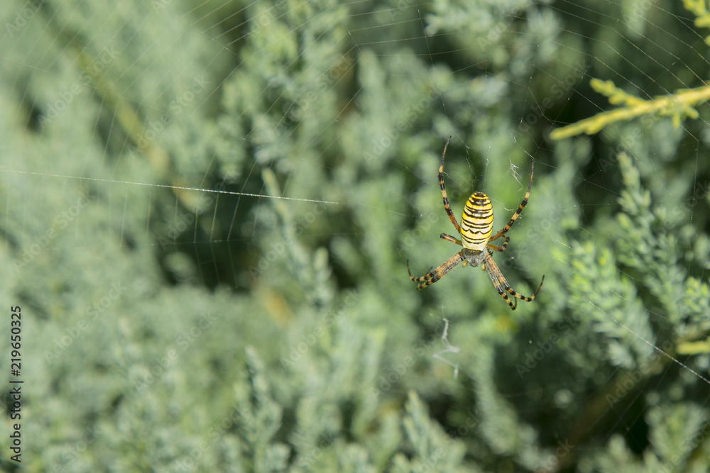A large spider with yellow stripes on a cobweb in the garden. Spider ...