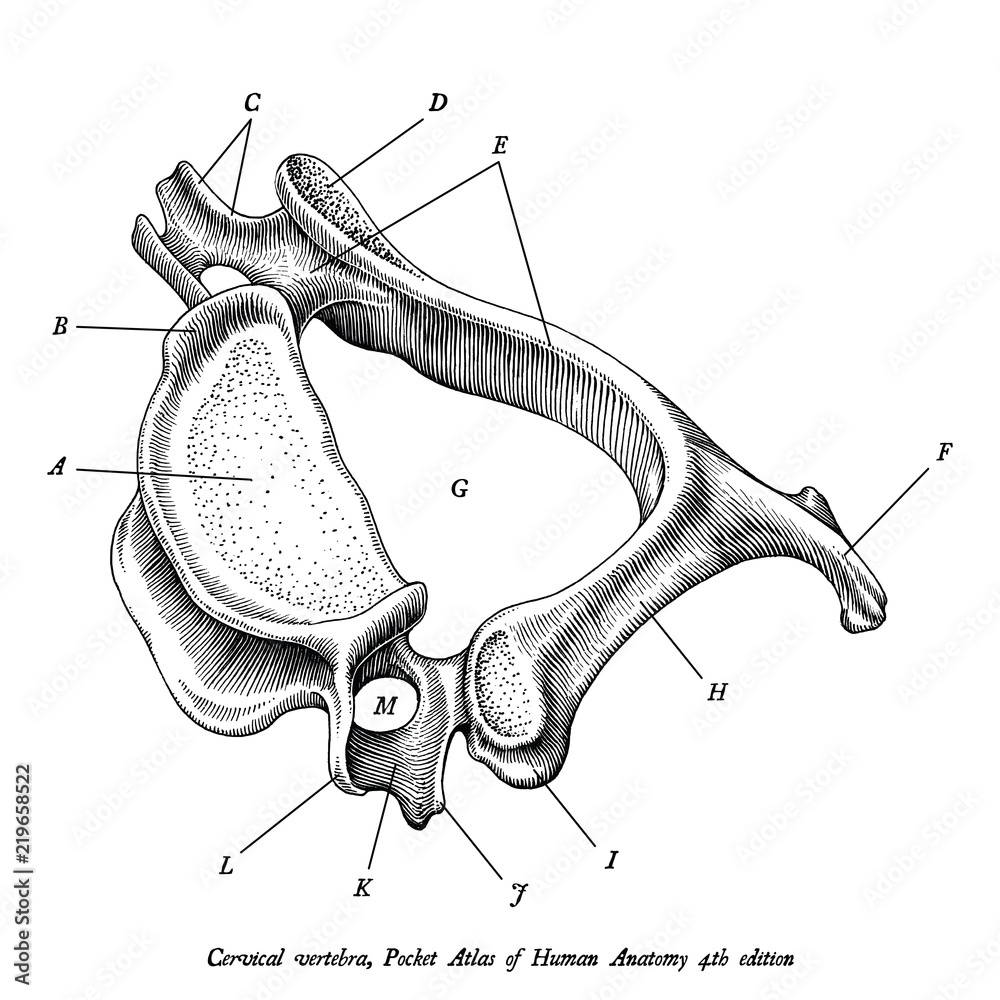 Cervical vertebra human anatomy superior lateral view hand draw vintage ...