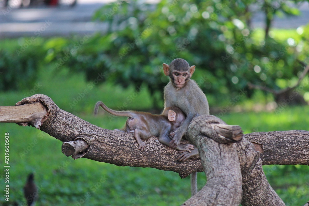 Animals, two monkeys are climbing the branch of tree, be playing ...