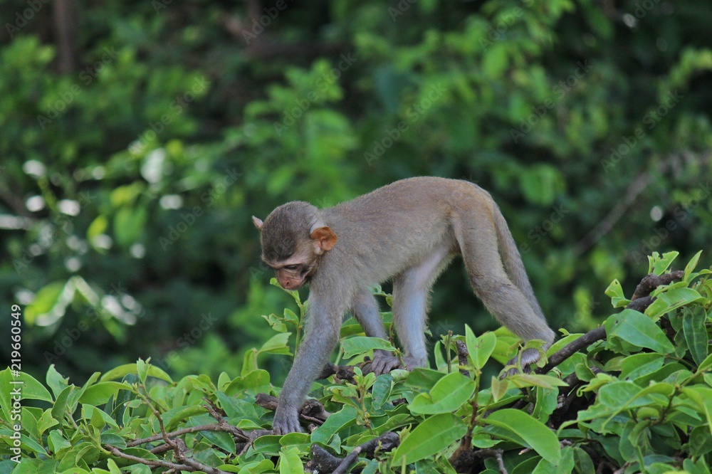 Animal, A monkey is climbing the branch of tree, it lives in KUM PHA WA ...