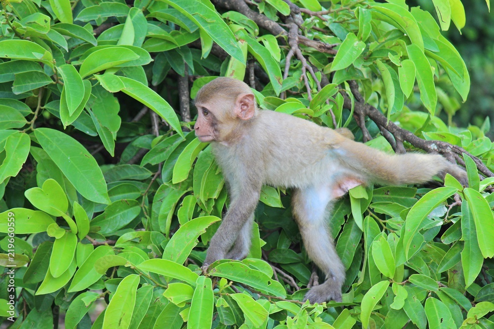 Animal, A monkey is climbing the branch of tree, it lives in KUM PHA WA ...