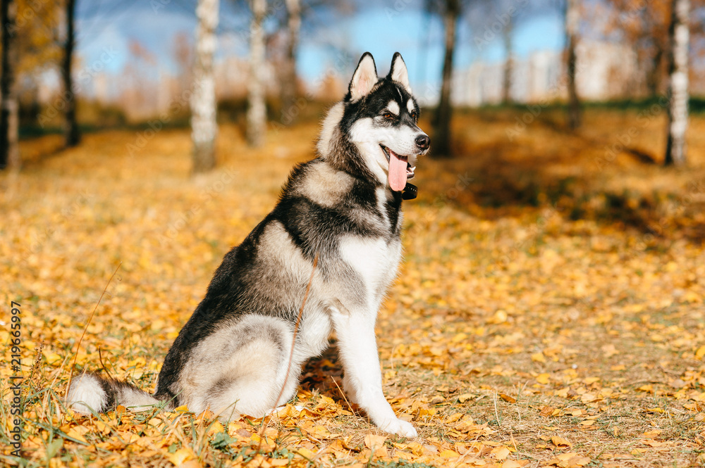 Adorable Brown Husky Puppies