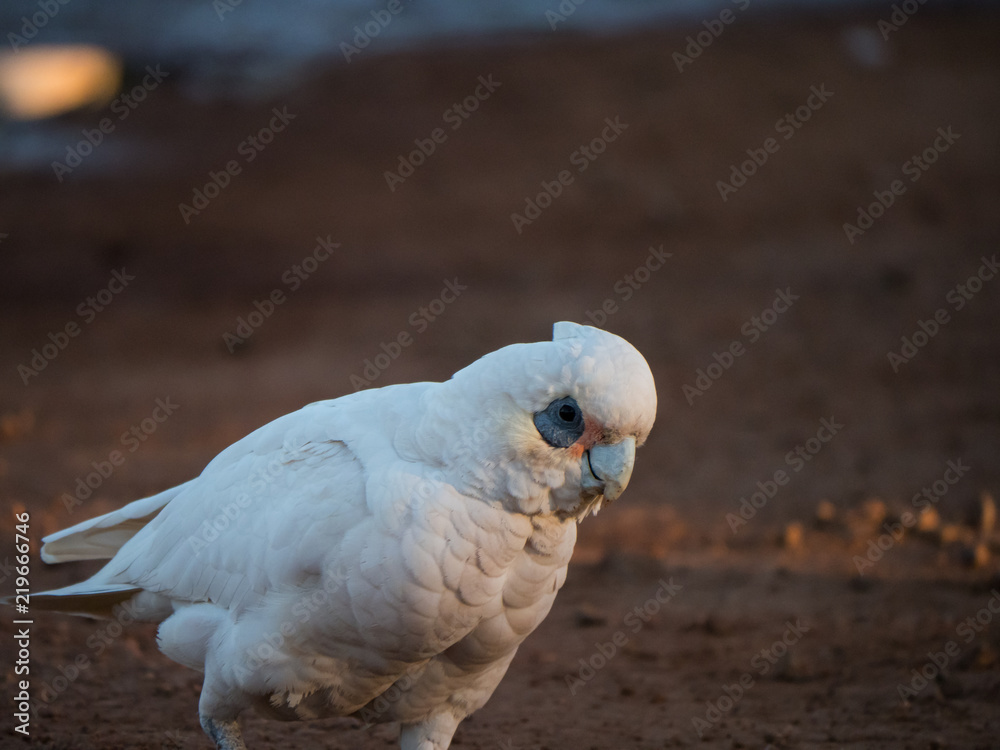 little corella, bare-eyed cockatoo, blood-stained cockatoo, short ...