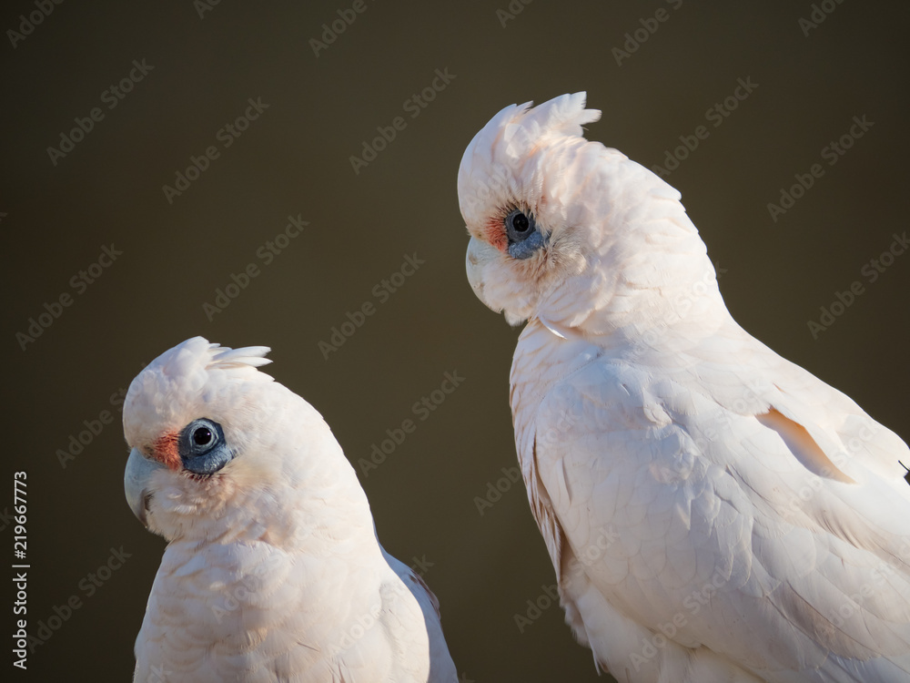 little corella, bare-eyed cockatoo, blood-stained cockatoo, short ...