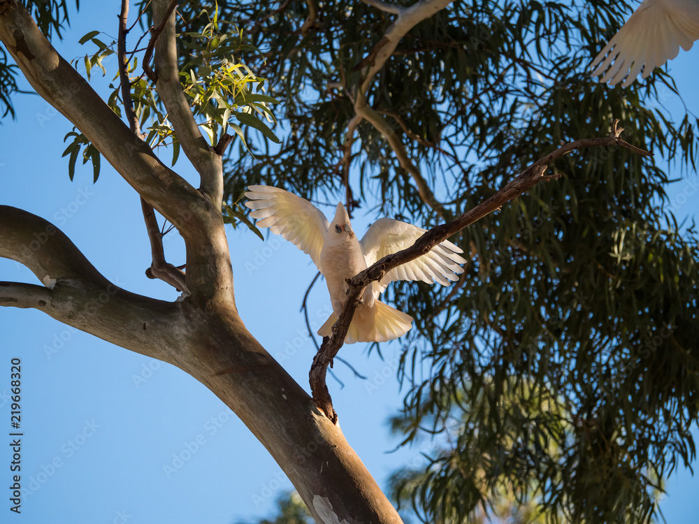 little corella, bare-eyed cockatoo, blood-stained cockatoo, short ...