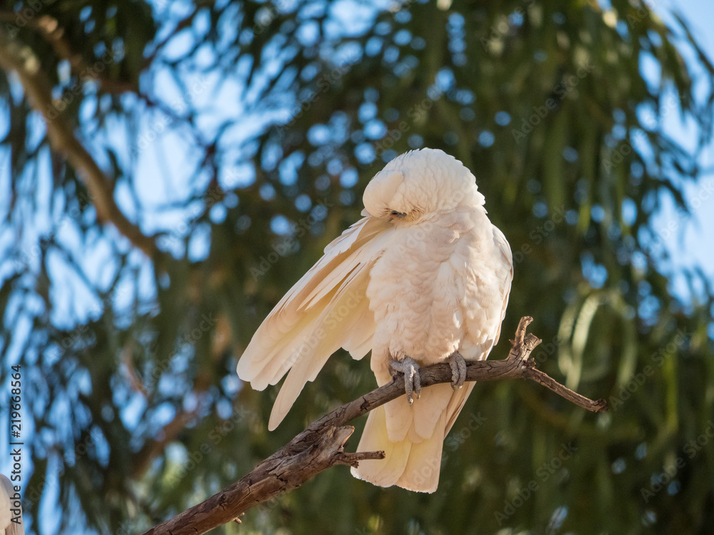 little corella, bare-eyed cockatoo, blood-stained cockatoo, short ...
