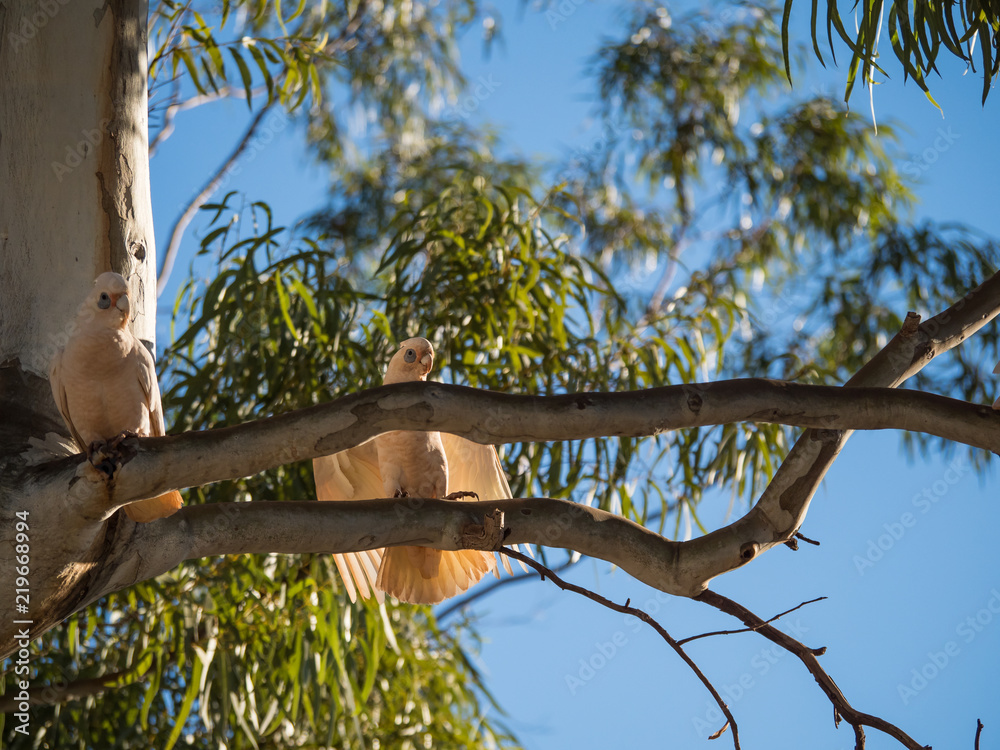 little corella, bare-eyed cockatoo, blood-stained cockatoo, short ...