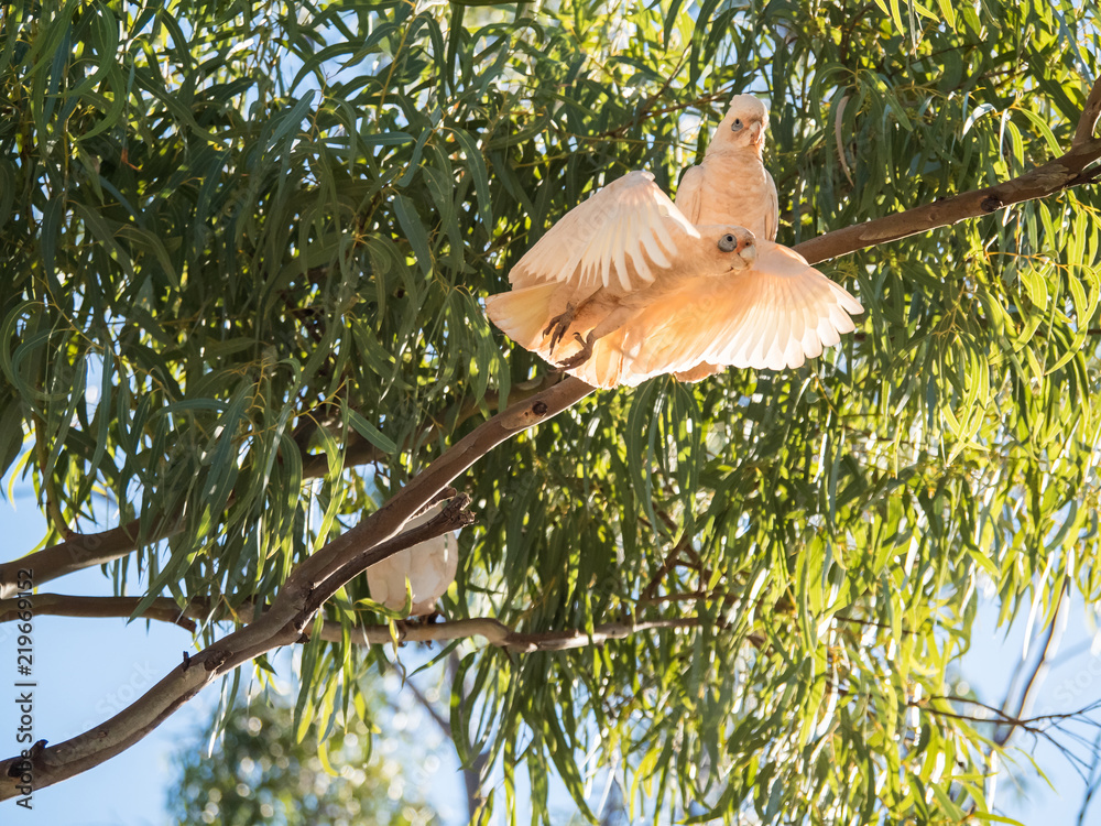 Foto de little corella, bare-eyed cockatoo, blood-stained cockatoo ...
