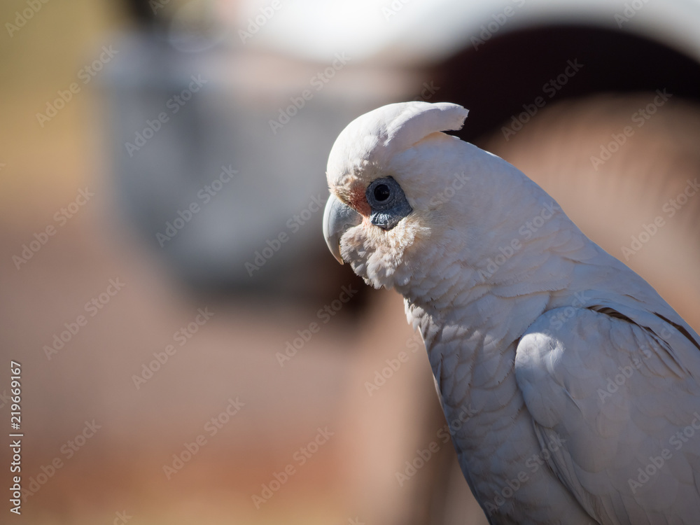 little corella, bare-eyed cockatoo, blood-stained cockatoo, short ...