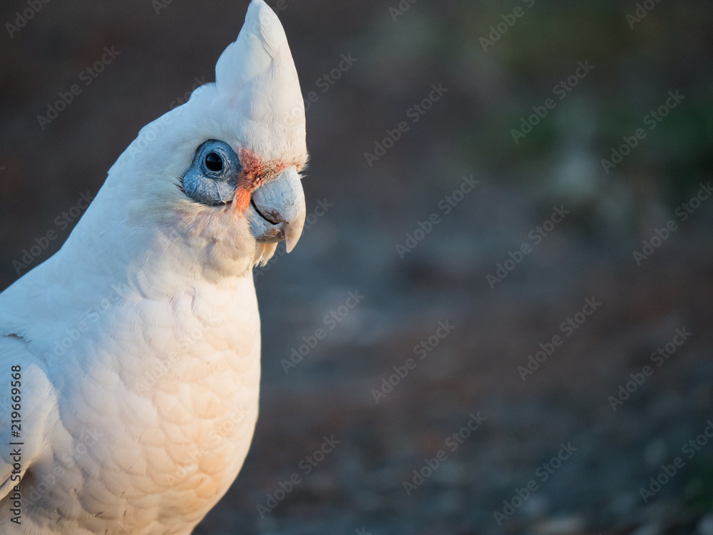 little corella, bare-eyed cockatoo, blood-stained cockatoo, short ...