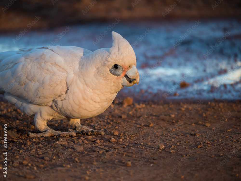 Foto de little corella, bare-eyed cockatoo, blood-stained cockatoo ...
