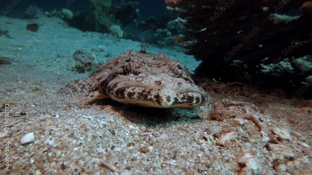 Crocodile Fish Red Sea. Picture of flathead crocodilefish ...