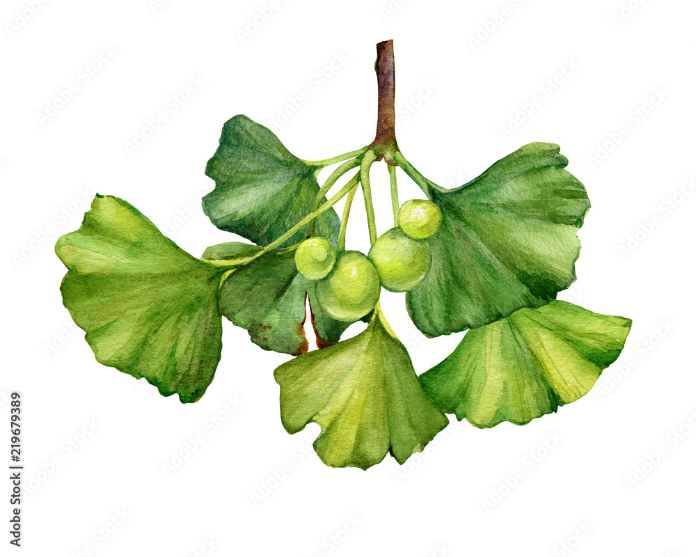Ginkgo biloba branch (also known as the maidenhair tree, gingko) with ...