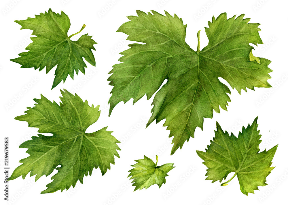 Set of grape leaves close up. Watercolor hand drawn painting ...