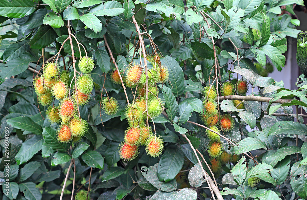Spiky Fruit Tree