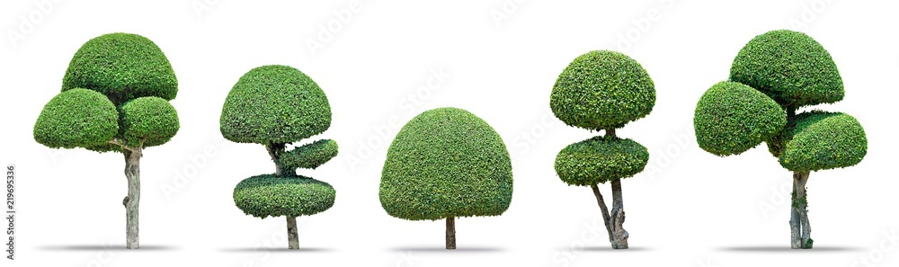 Set of toothbrush trees dwarf ( Tako trees, Streblus asper Lour trees ...